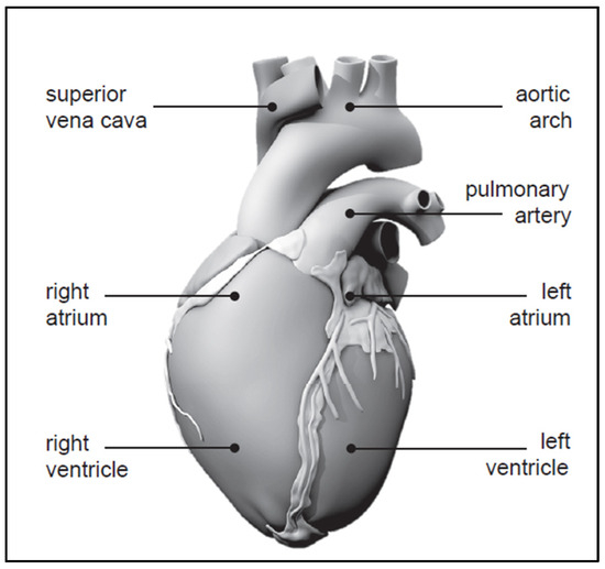 Advancements in Finite Element Modeling for Cardiac Device Leads and 3D ...