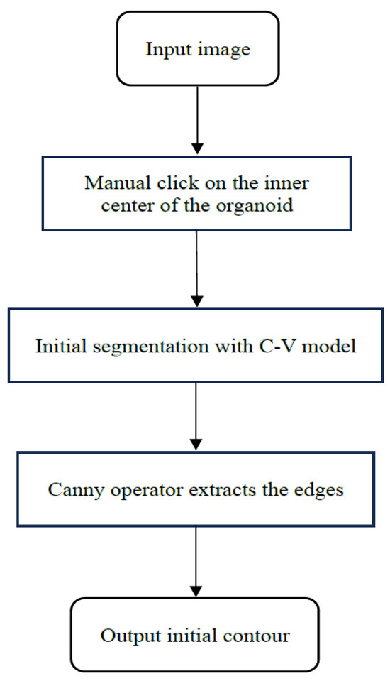 A Convexity-Preserving Level-Set Method for the Segmentation of Tumor Organoids