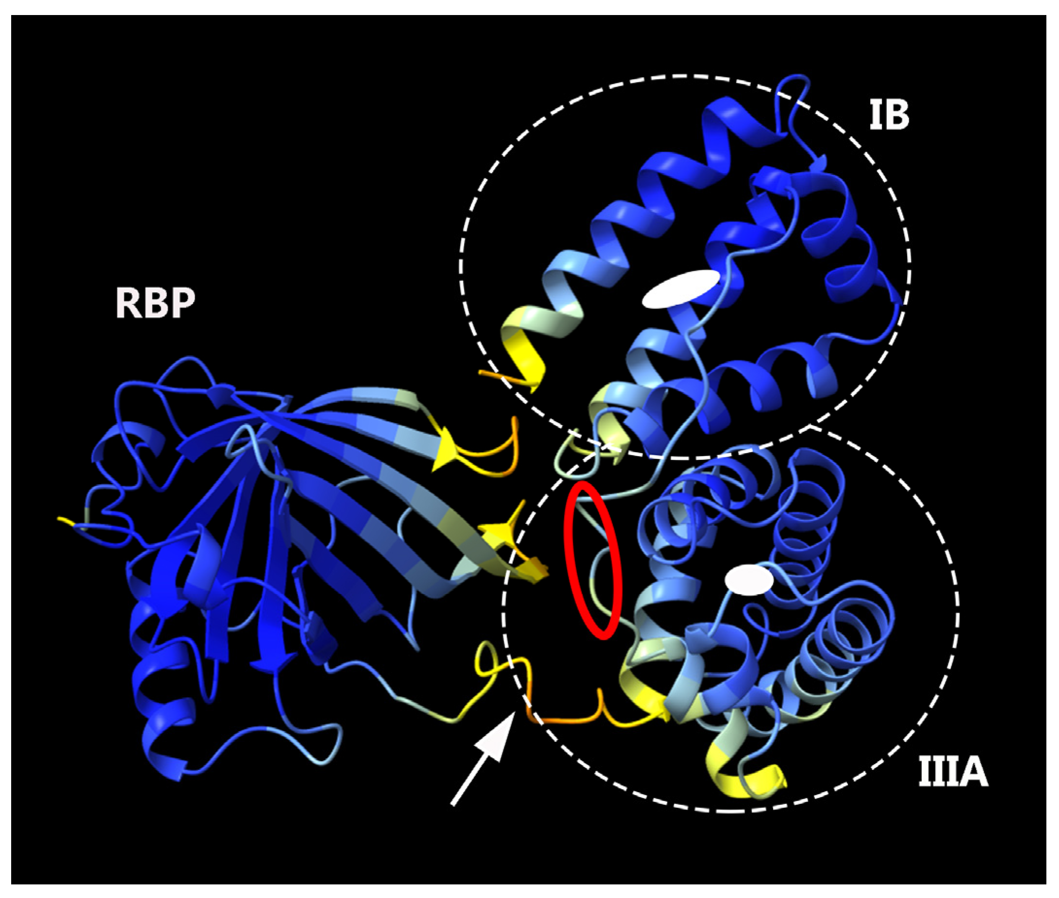 Optimizing the Amino Acid Sequence Enhances the Productivity and ...