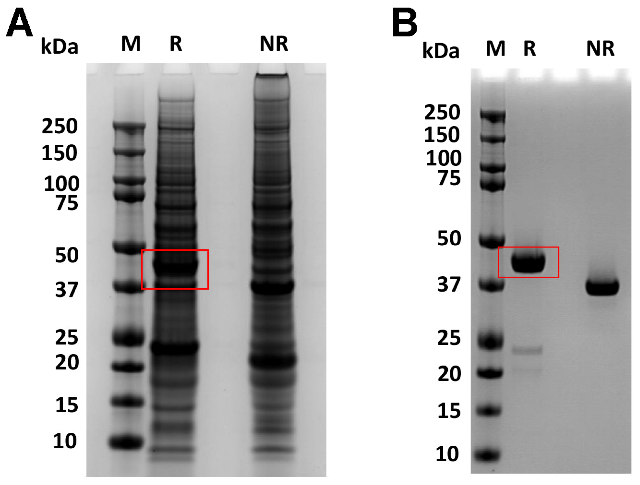 Optimizing the Amino Acid Sequence Enhances the Productivity and ...