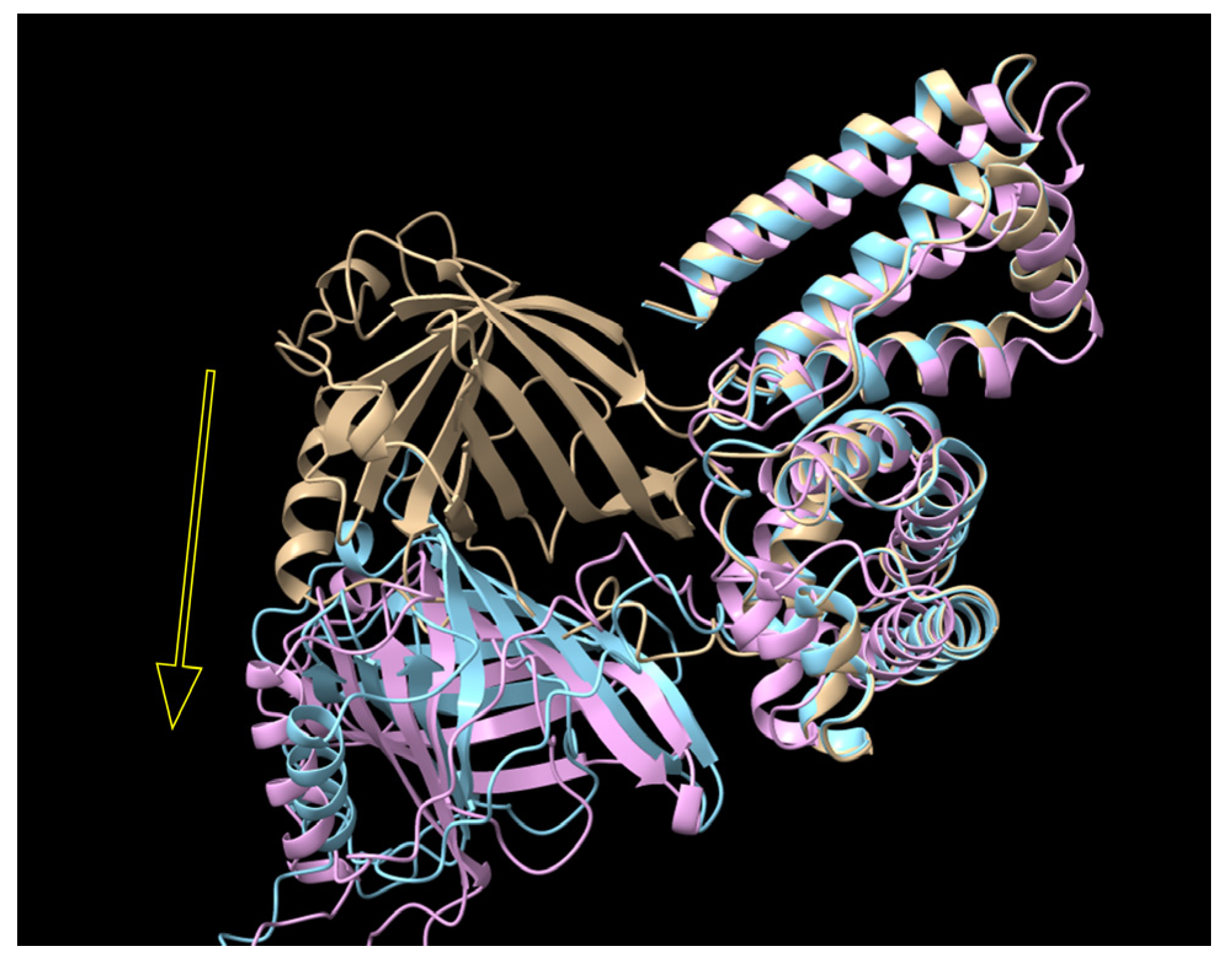 Optimizing the Amino Acid Sequence Enhances the Productivity and ...