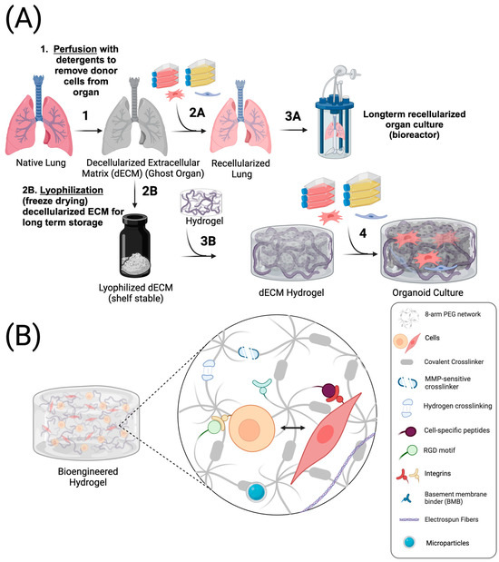 The Role of Biophysical Factors in Organ Development: Insights from ...