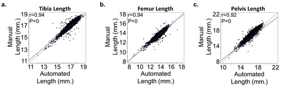 Deep Learning-Based Automated Measurement of Murine Bone Length in ...