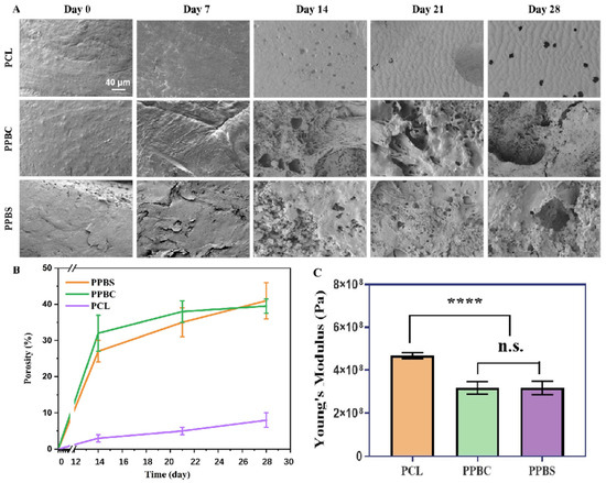 Fabrication and Evaluation of PCL/PLGA/β-TCP Spiral-Structured ...