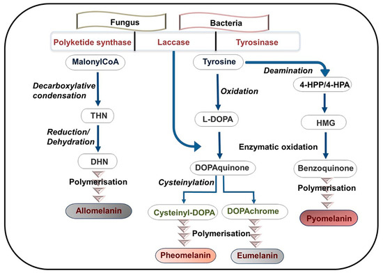 Physiological Roles of Eumelanin- and Melanogenesis-Associated Diseases ...