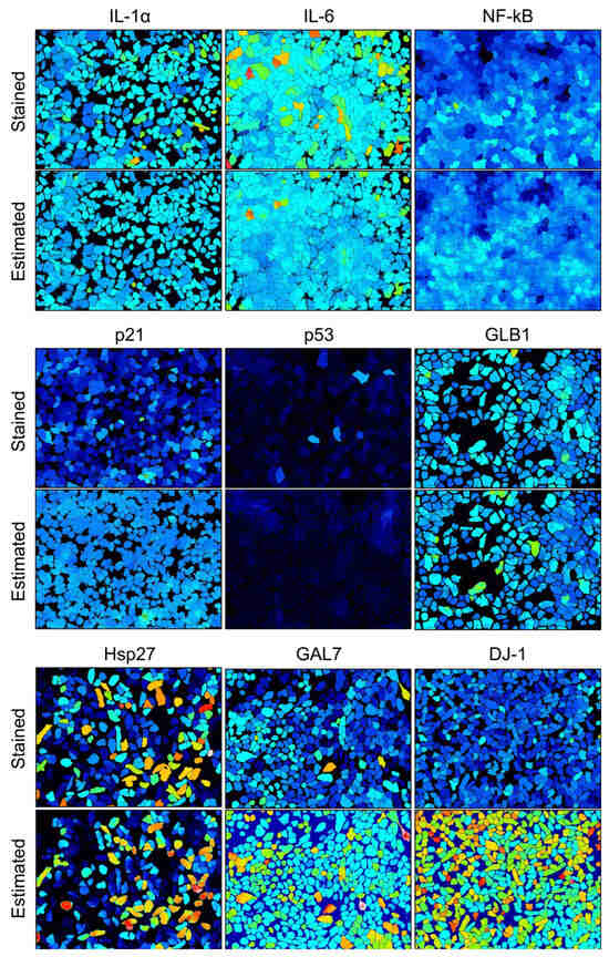 Machine Learning-Enhanced Estimation of Cellular Protein Levels from ...