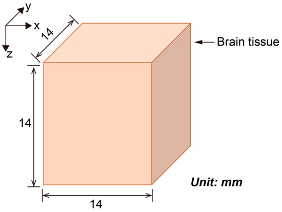Optical Transmission in Single-Layer Brain Tissues under Different ...