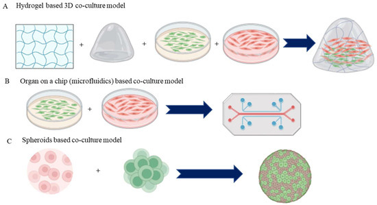 A Co-Culture System for Studying Cellular Interactions in Vascular Disease