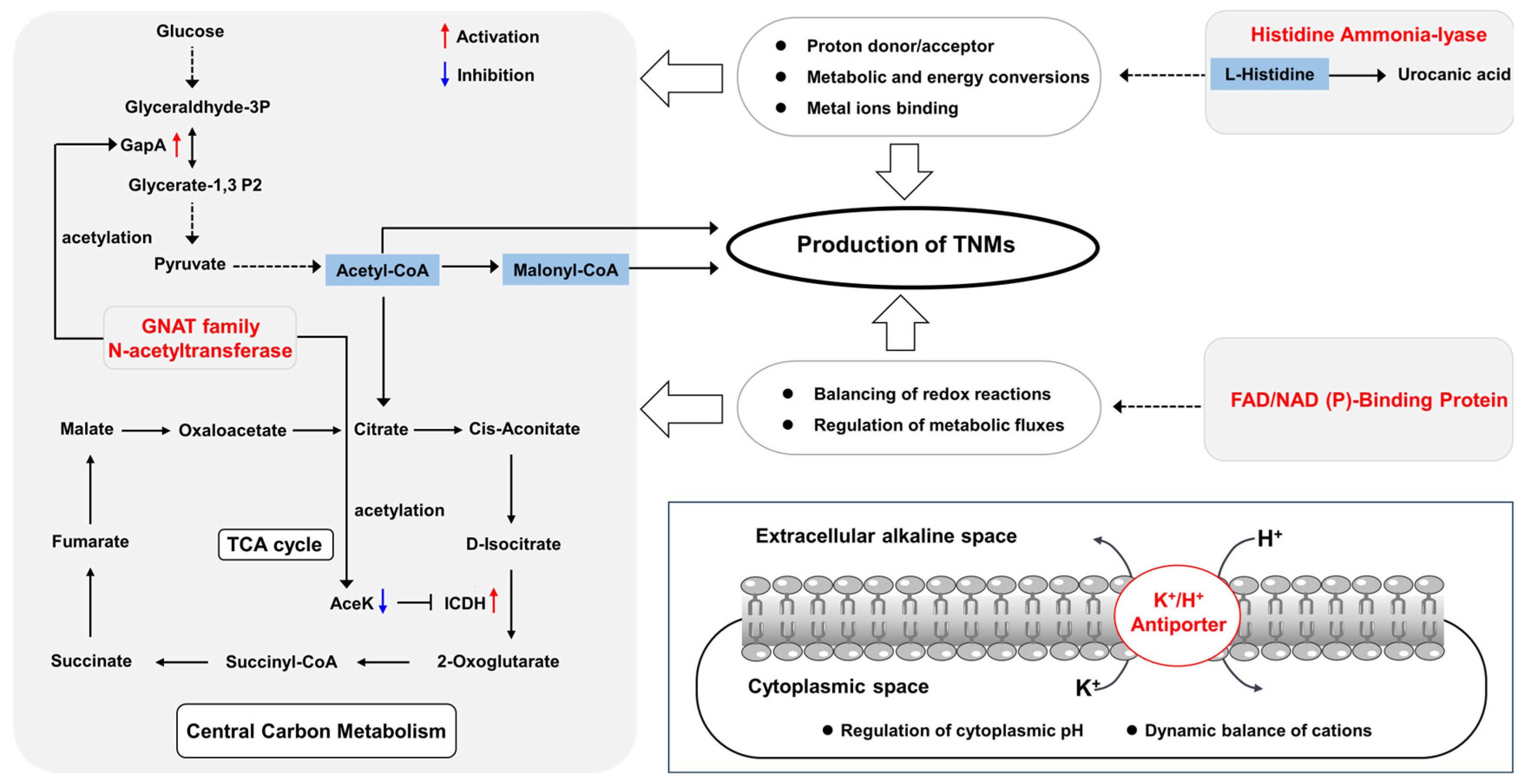 Genomic Comparisons Revealed the Key Genotypes of Streptomyces sp. CB03234-GS26 to Optimize Its ...