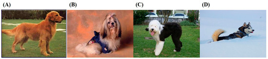 Classification of Dog Breeds Using Convolutional Neural Network Models ...