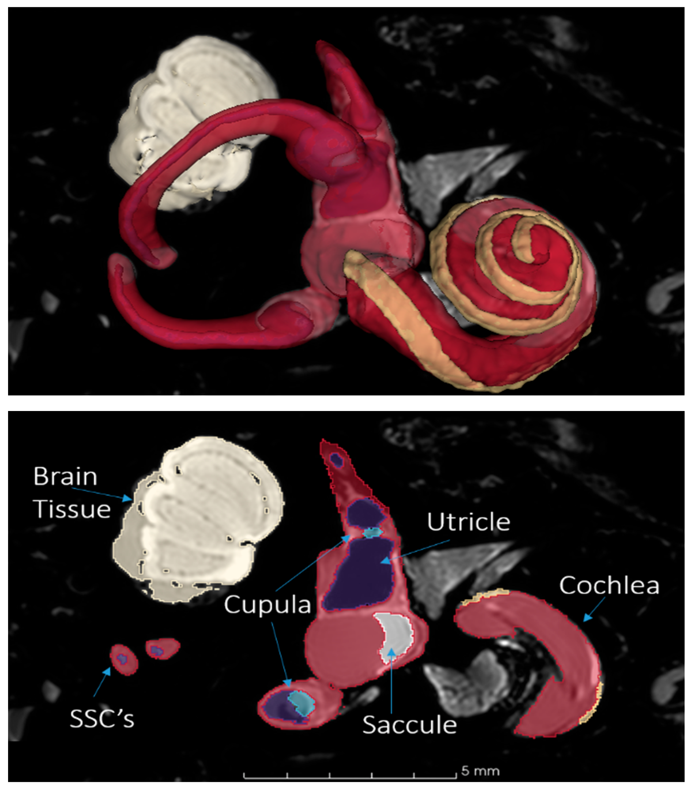 Developing a Virtual Model of the Rhesus Macaque Inner Ear