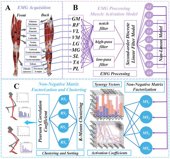 Assessment of Muscle Synergies in Chronic Ankle Instability Patients During Unanticipated and ...
