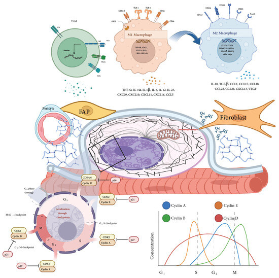 Integrating Physical and Biochemical Cues for Muscle Engineering ...