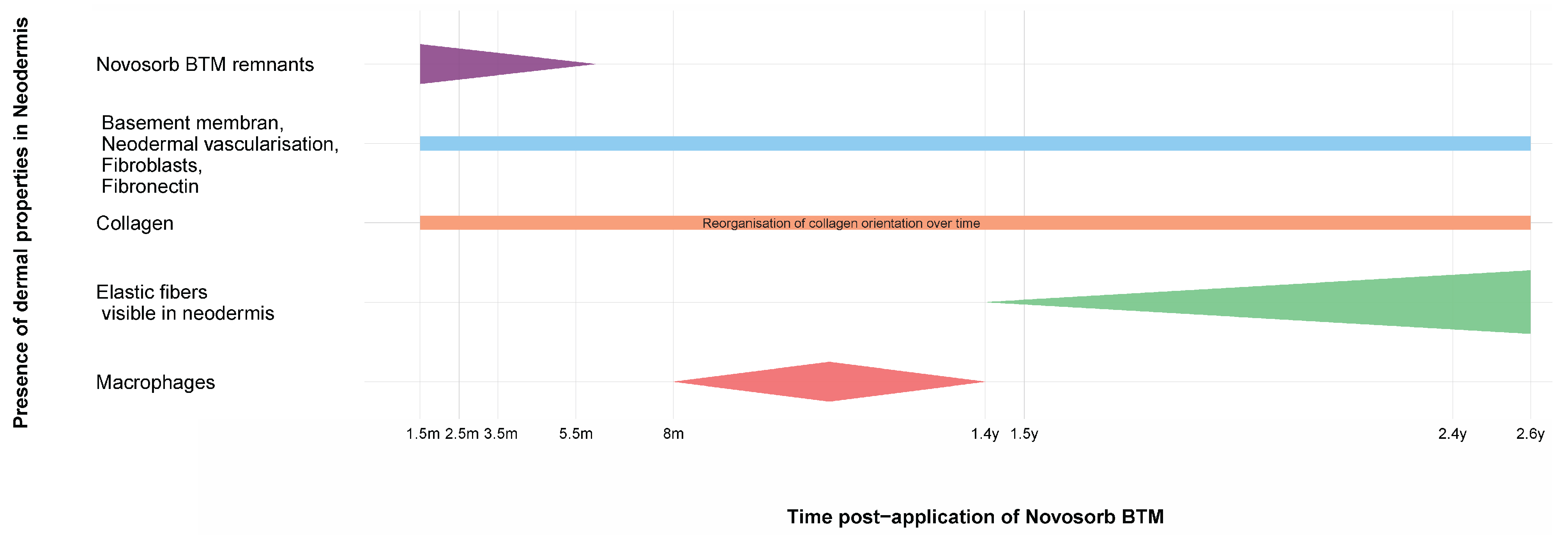 Long-Term Histological Evaluation of a Novel Dermal Template in the ...