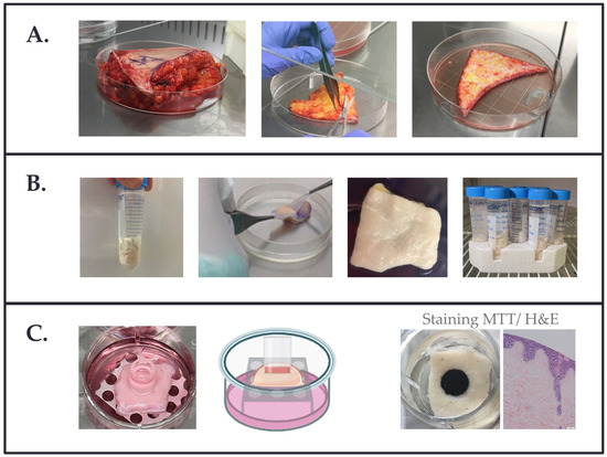 Optimization and Standardization of Stable De-Epidermized Dermis (DED ...