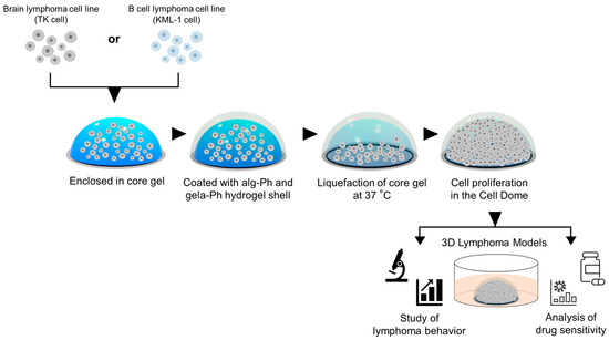 Development of Hemispherical 3D Models of Human Brain and B Cell ...