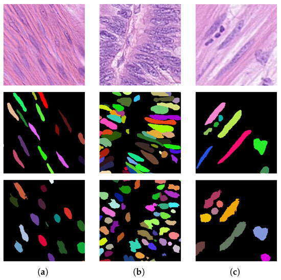 Weakly Supervised Nuclei Segmentation with Point-Guided Attention and Self-Supervised Pseudo ...