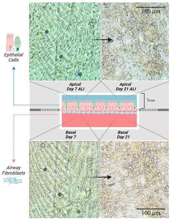 Development of a Widely Accessible, Advanced Large-Scale Microfluidic ...