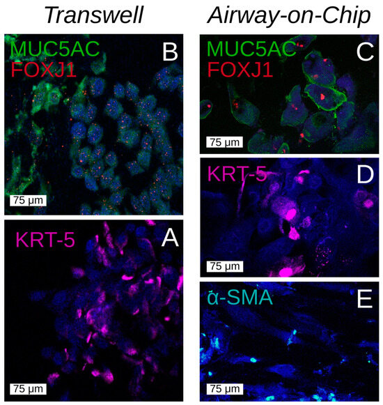 Development of a Widely Accessible, Advanced Large-Scale Microfluidic ...