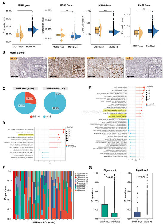Comprehensive Analysis of Oncogenic Somatic Alterations of Mismatch ...