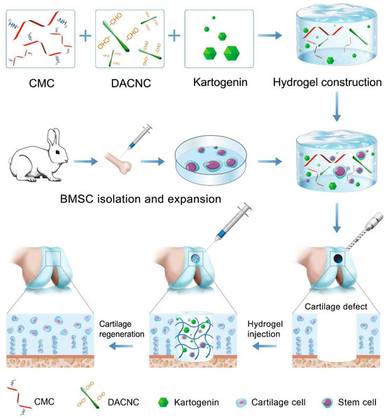 An Injectable Kartogenin-Incorporated Hydrogel Supports Mesenchymal Stem Cells for Cartilage ...