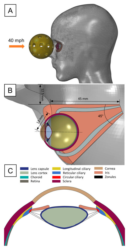Finite Element Analysis of Ocular Impact Forces and Potential ...