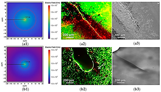 Flexoelectricity in Biological Materials and Its Potential Applications ...