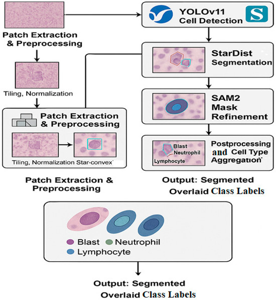 A Hybrid Deep Learning Framework for Accurate Cell Segmentation in Whole Slide Images Using ...
