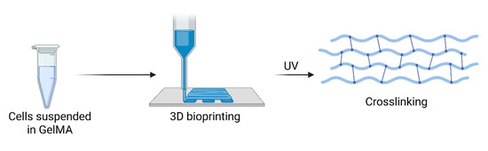 The Use of Gelatin Methacrylate (GelMA) in Cartilage Tissue Engineering ...