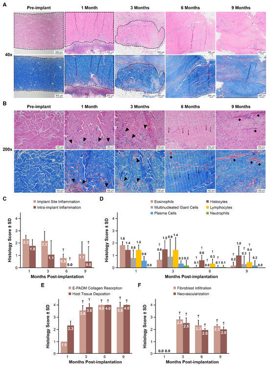 Collagen Remodeling of Strattice™ Firm in a Nonhuman Primate Model of ...