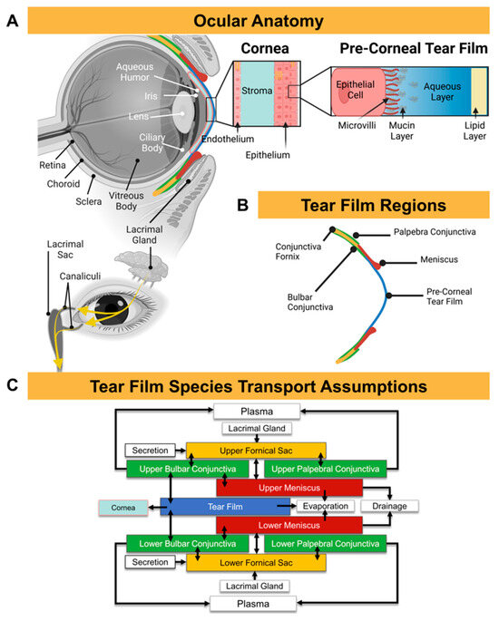 Quasi-3D Mechanistic Model for Predicting Eye Drop Distribution in the ...