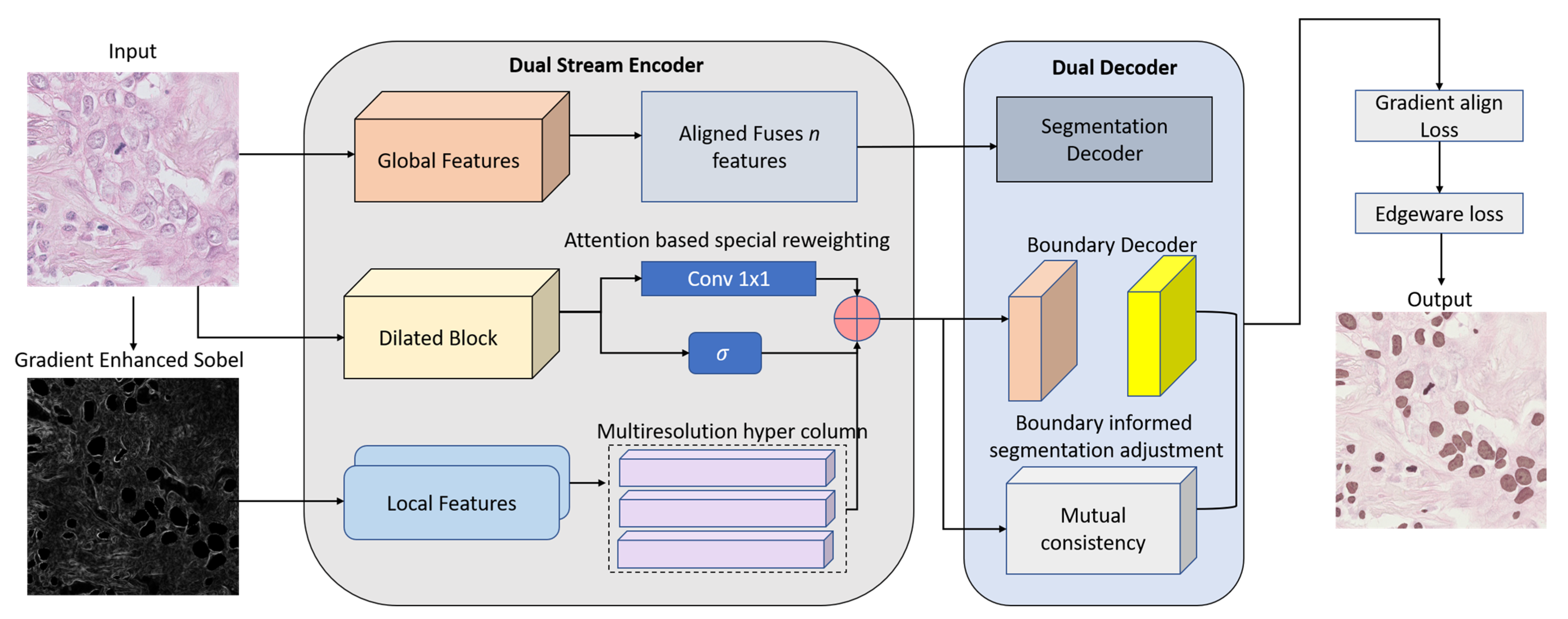 From Pixels to Precision—A Dual-Stream Deep Network for Pathological Nuclei Segmentation
