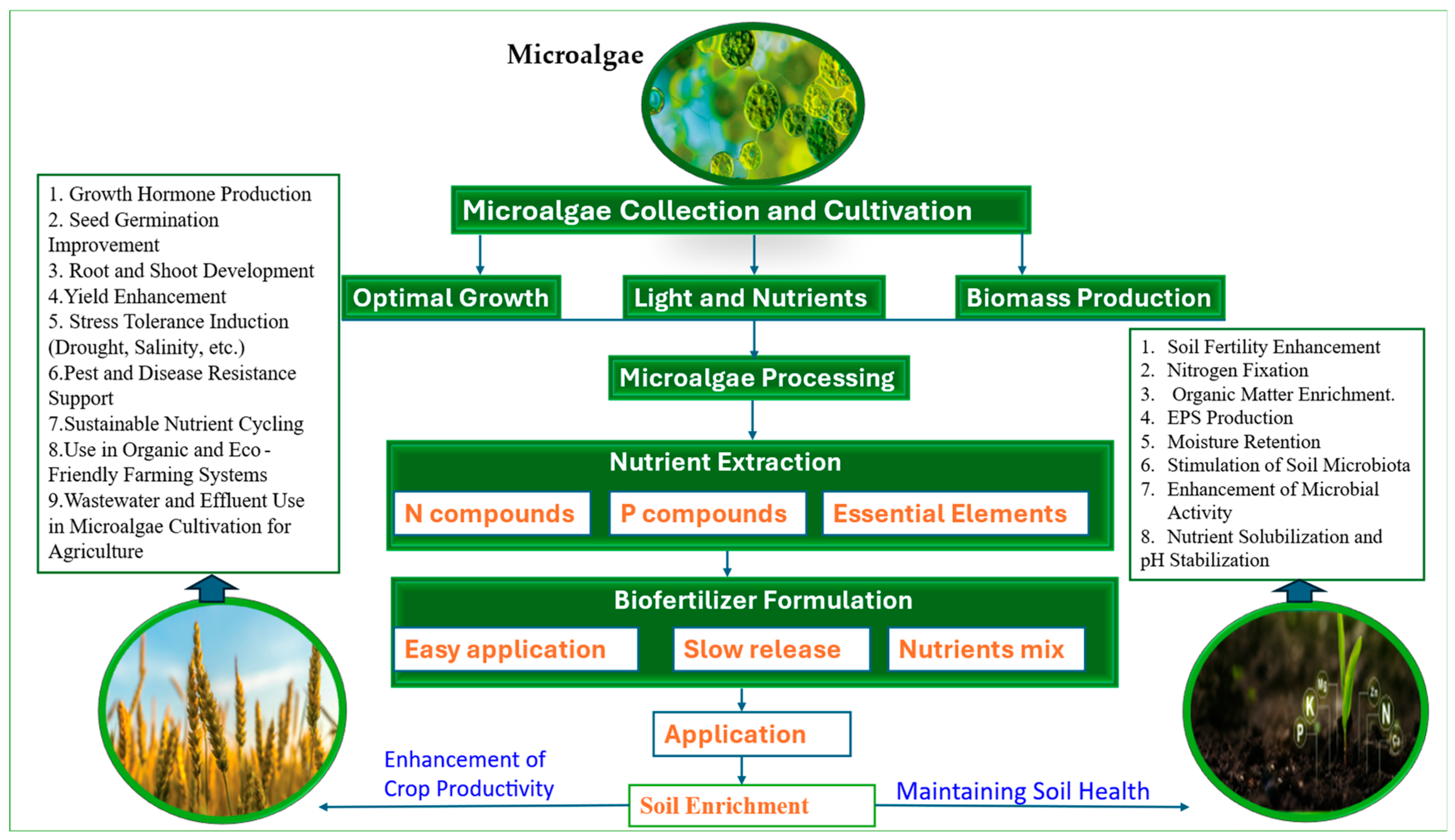 Microalgae: Green Engines for Achieving Carbon Sequestration, Circular Economy, and ...