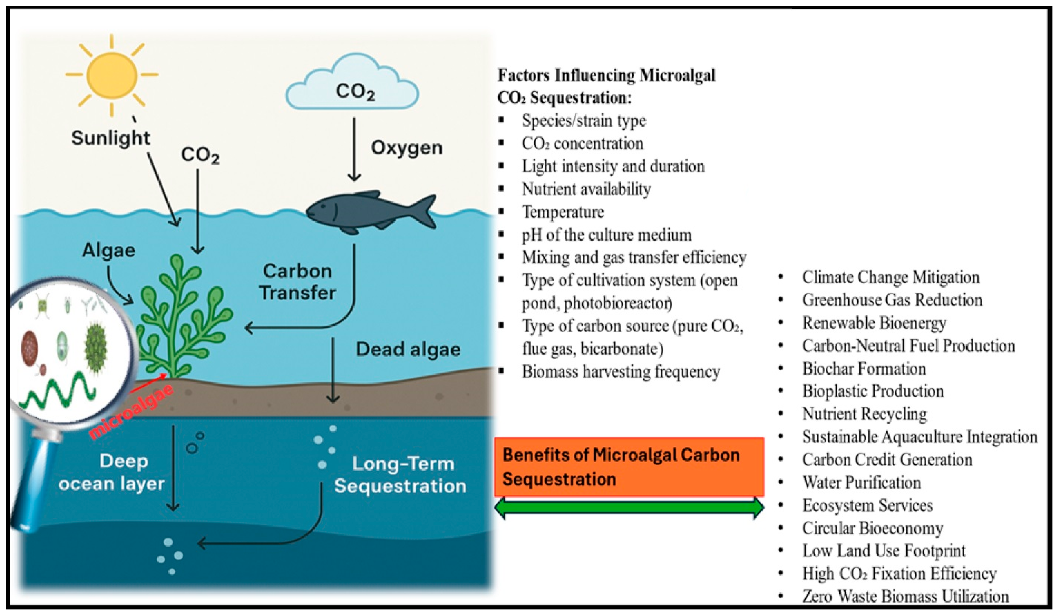 Microalgae: Green Engines for Achieving Carbon Sequestration, Circular ...