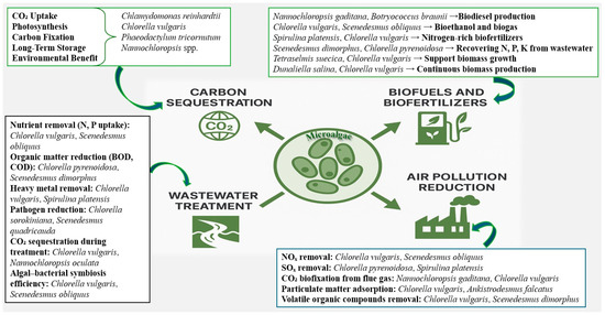 Microalgae: Green Engines for Achieving Carbon Sequestration, Circular Economy, and ...