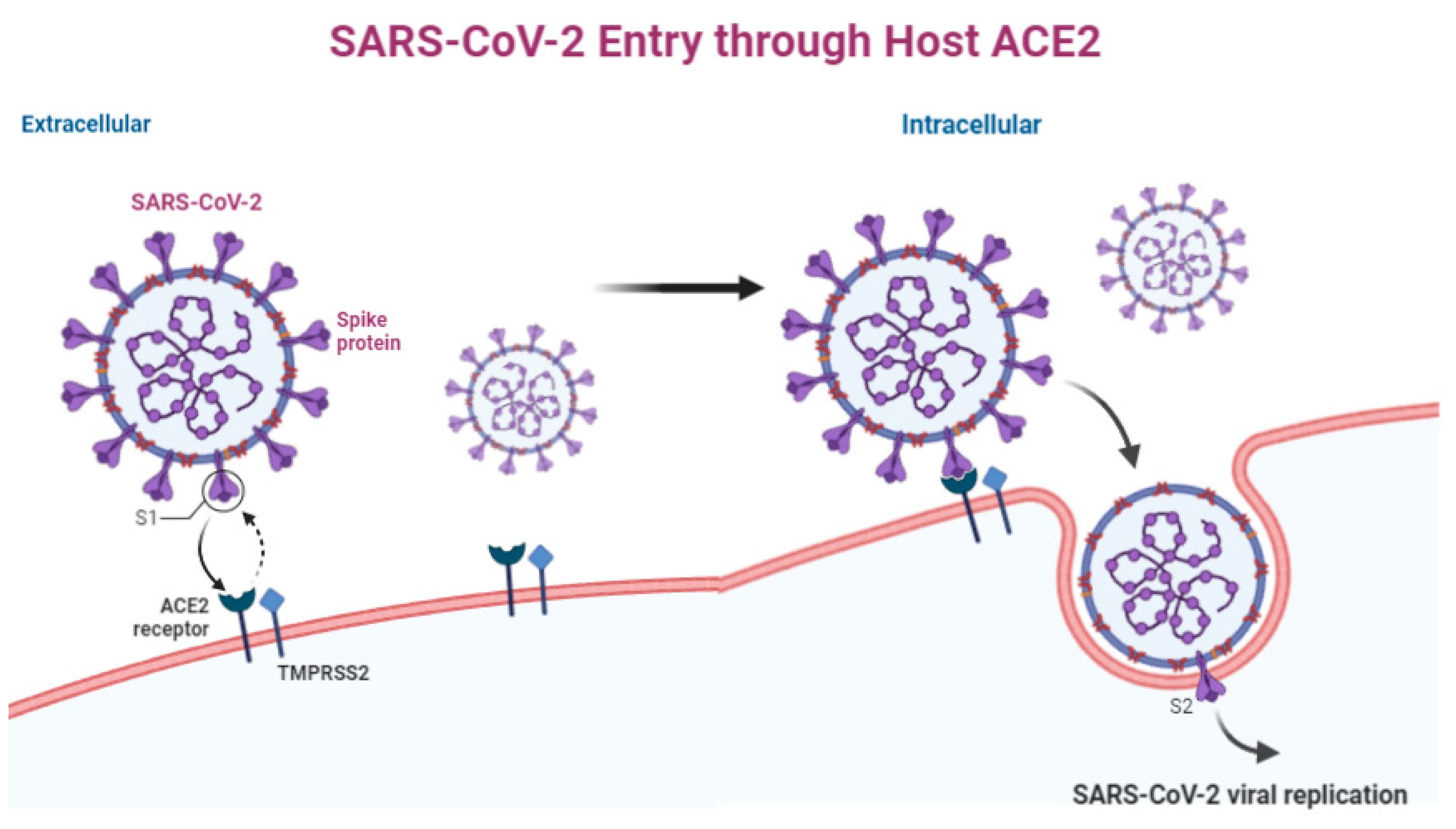 Overview of COVID-19 Disease: Virology, Epidemiology, Prevention ...
