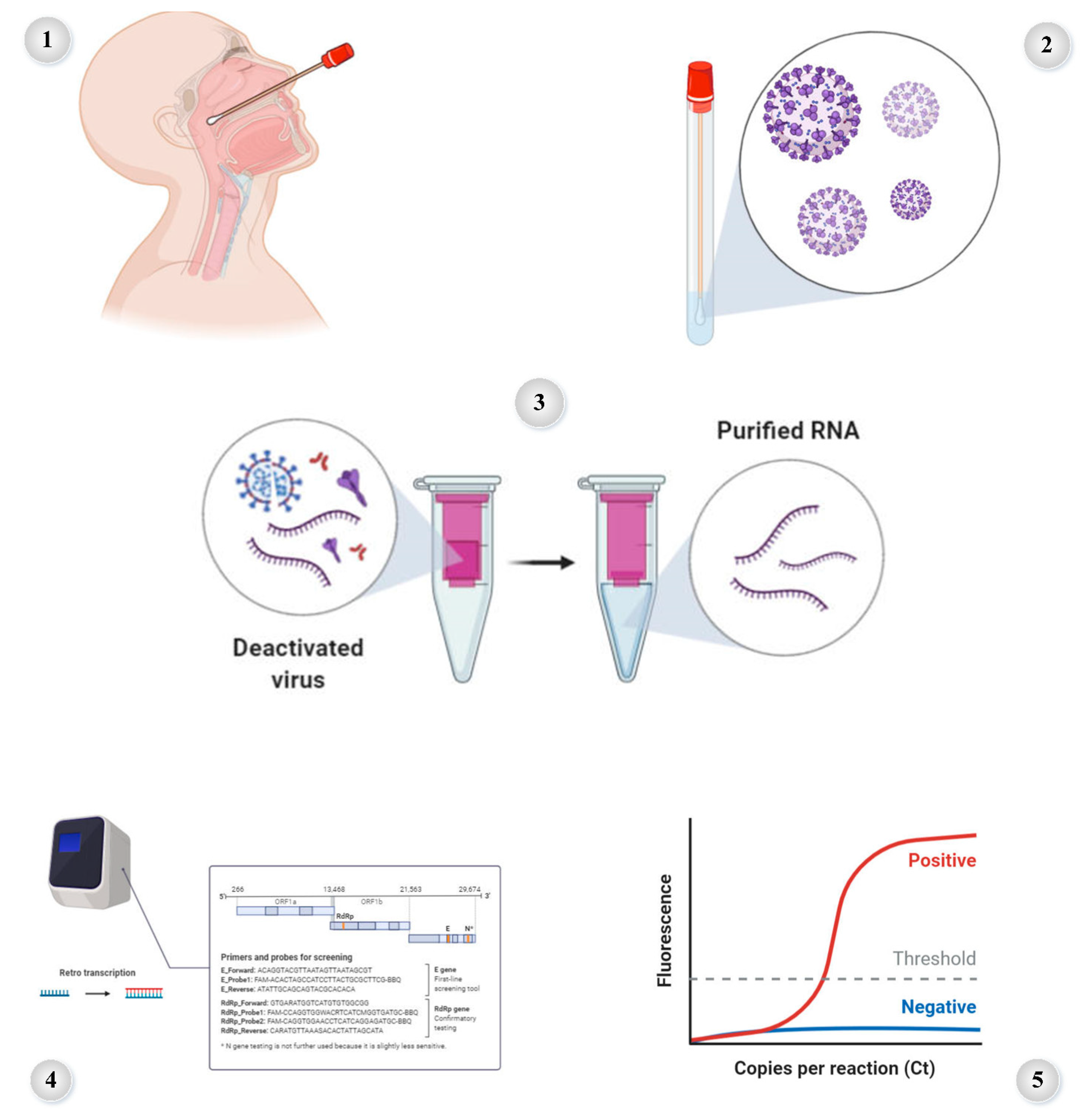 Biologics | Free Full-Text | Overview of COVID-19 Disease: Virology ...