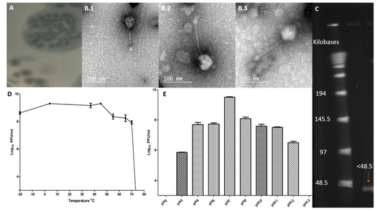 Isolation and Characterization of Bacteriophage ZCSE6 against ...