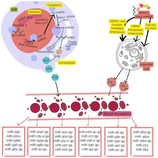 Xeno-miRs and Circulating miRNAs as Novel Biomarkers in Certain Diseases