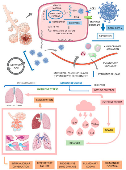 Exploring the Impact of Herbal Therapies on COVID-19 and Influenza ...