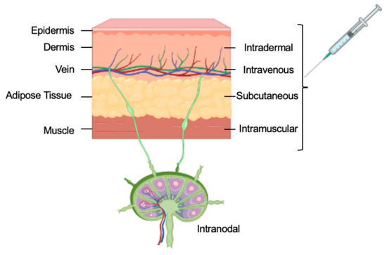mRNA and Synthesis-Based Therapeutic Proteins: A Non-Recombinant ...
