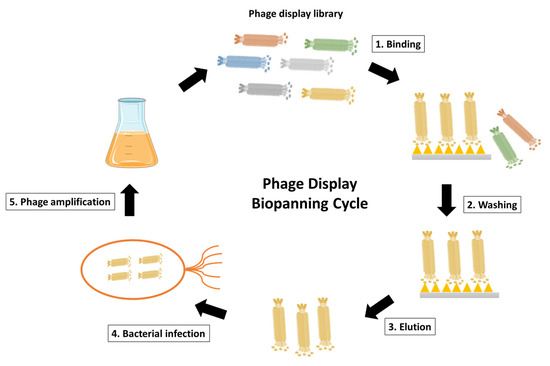 Monoclonal Antibody Development for Cancer Treatment Using the Phage Display Library Platform