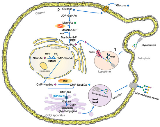 Sialic Acids in Health and Disease