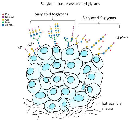 Sialic Acids in Health and Disease