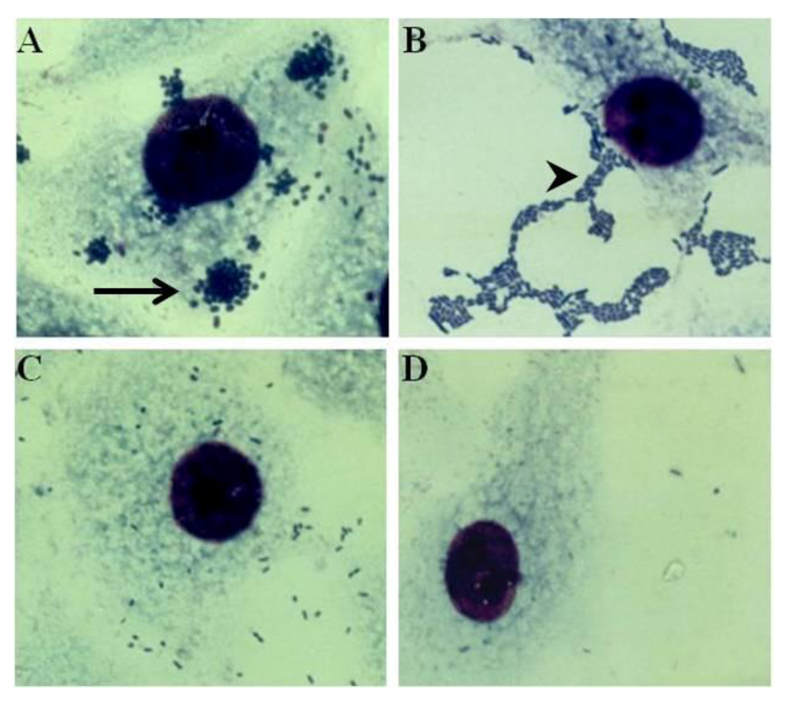 Biology | Free Full-Text | Adhesion of Diarrheagenic Escherichia coli ...