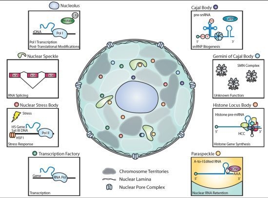 Biology | Free Full-Text | The Role of Nuclear Bodies in Gene ...