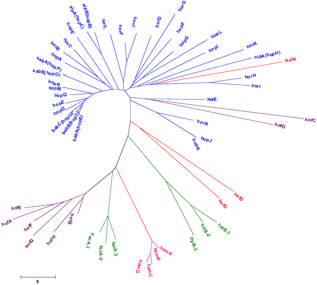 Biology Free Full Text The Role Of Helicobacter Pylori Outer