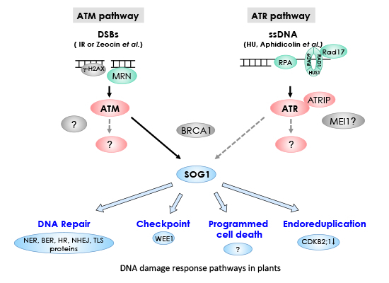 Biology | Special Issue : Insights from Plant Genomes