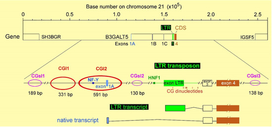 Control of Glycosylation-Related Genes by DNA Methylation: the ...