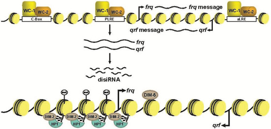 Regulated DNA Methylation and the Circadian Clock: Implications in Cancer